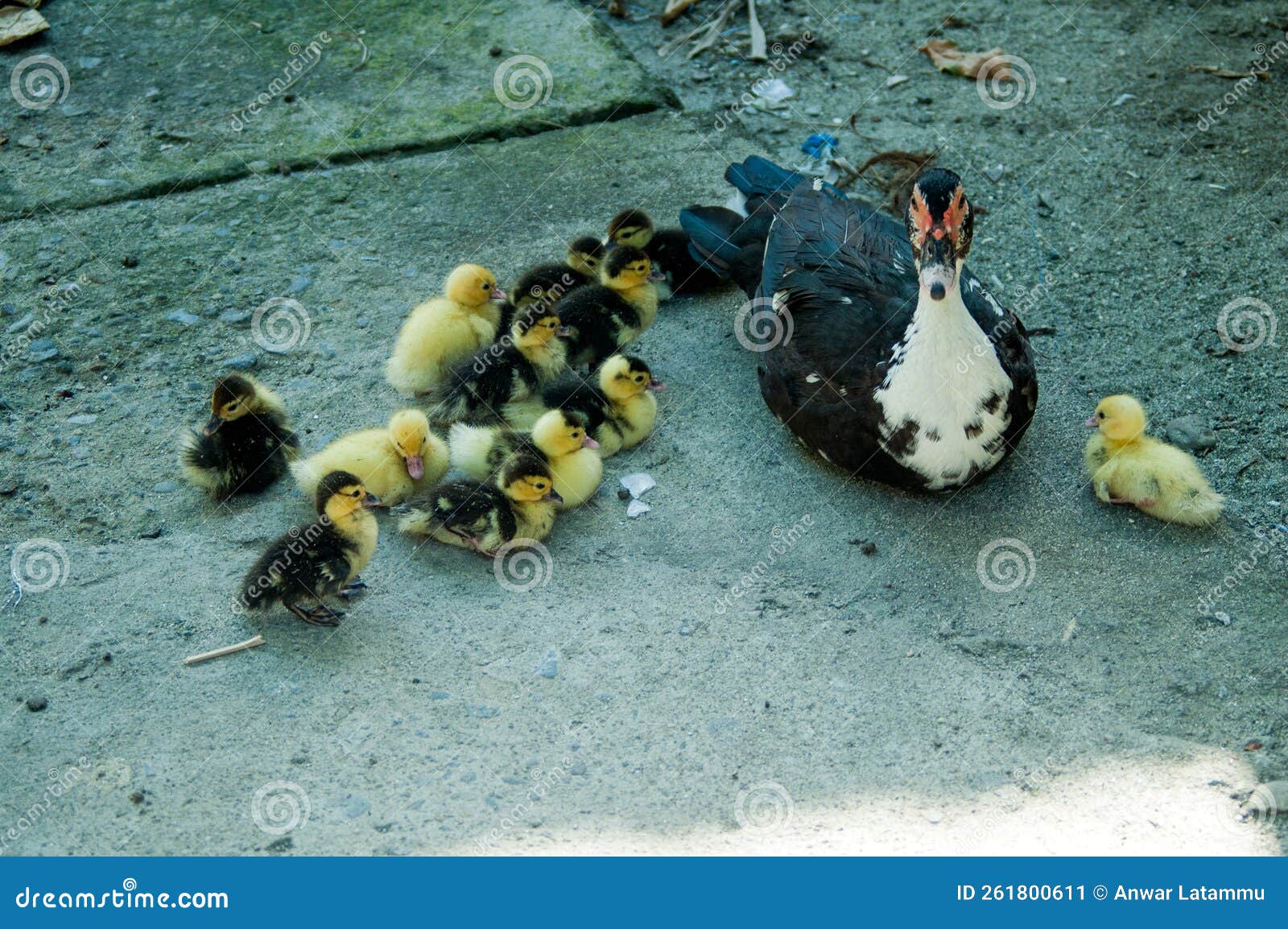 Duck and children stock image. Image of waterfowl, mallard - 261800611