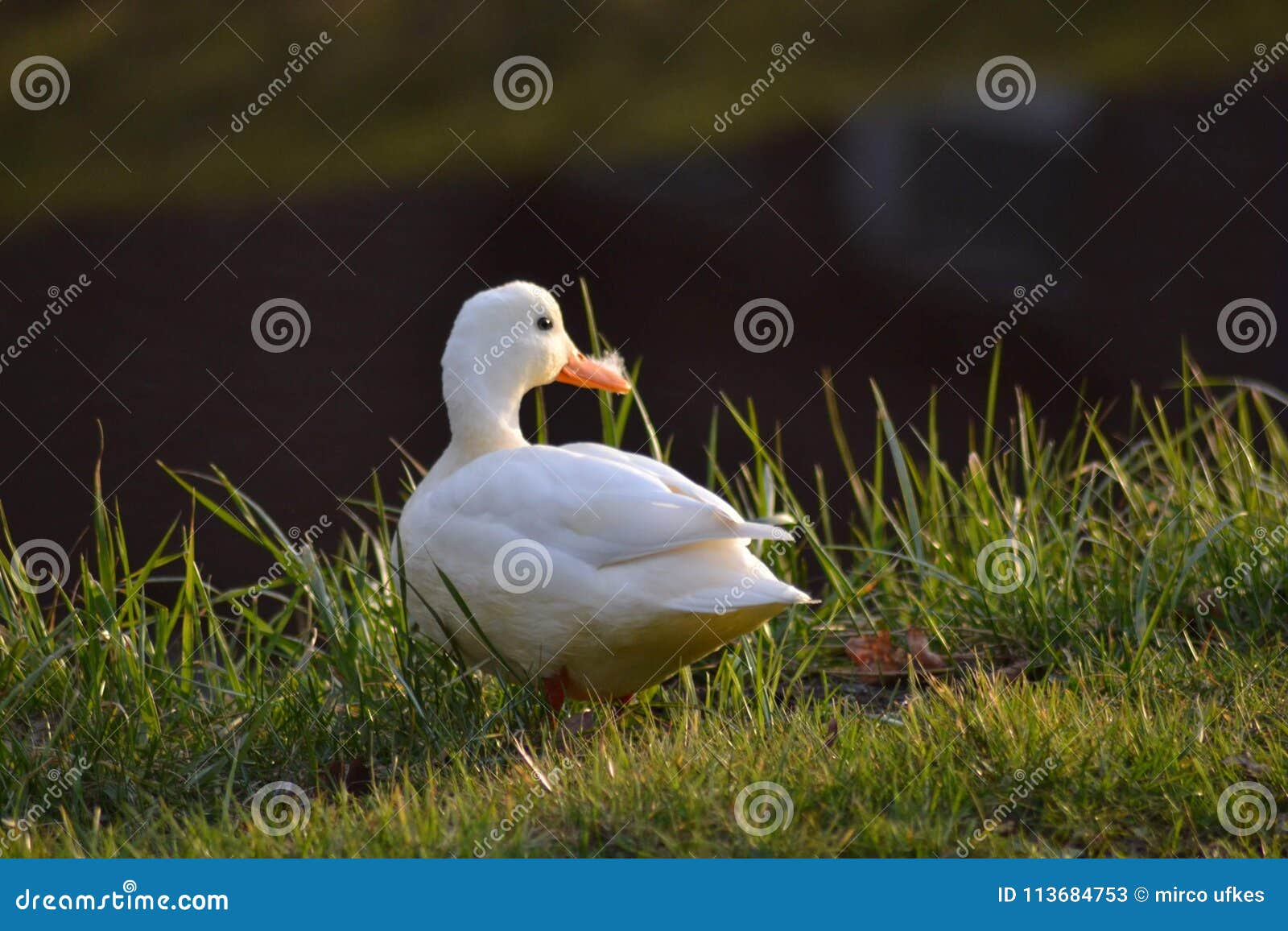 Duck stock image. Image of chill, water, duck, natur - 113684753