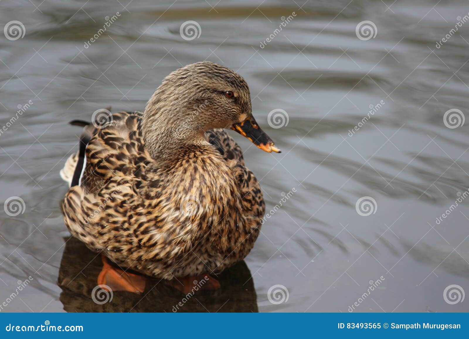 Duck Chilling Out Pool Stock Photos - Free & Royalty-Free Stock Photos ...