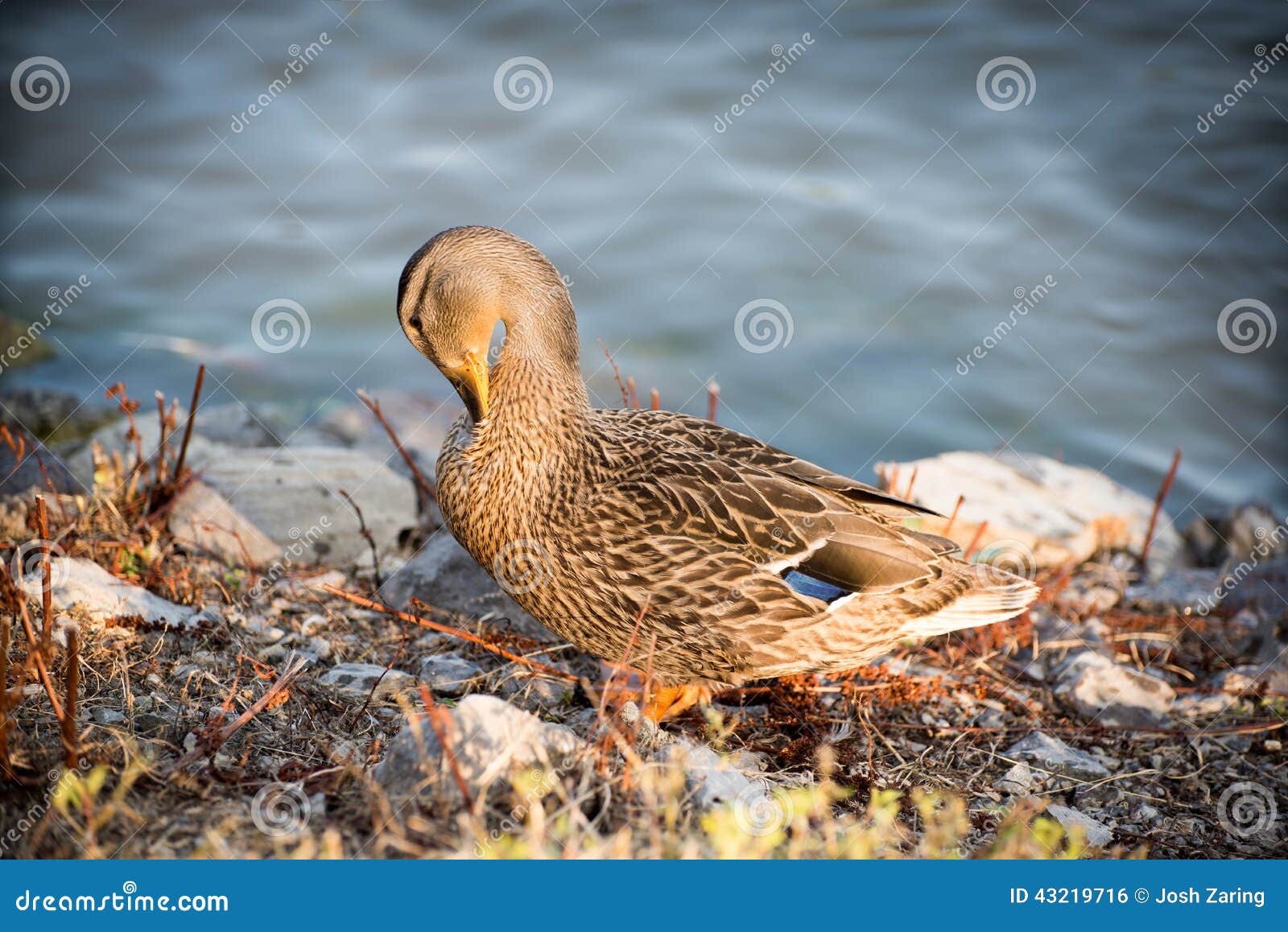 Duck cleaning feathers stock photo. Image of bird, jzaring - 43219716