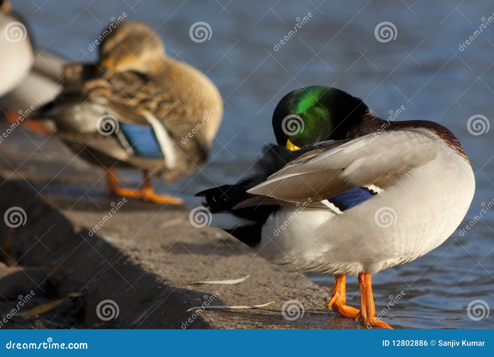 Duck cleaning herself stock photo. Image of mist, lake - 12802886