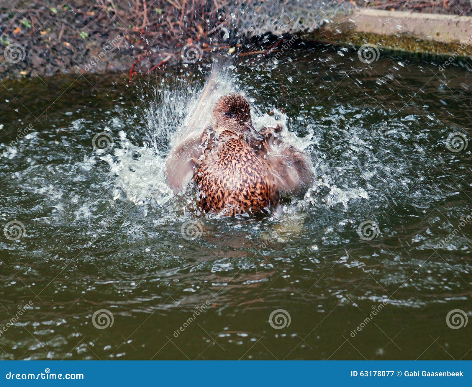 Duck cleaning his feathers stock image. Image of pond - 63178077