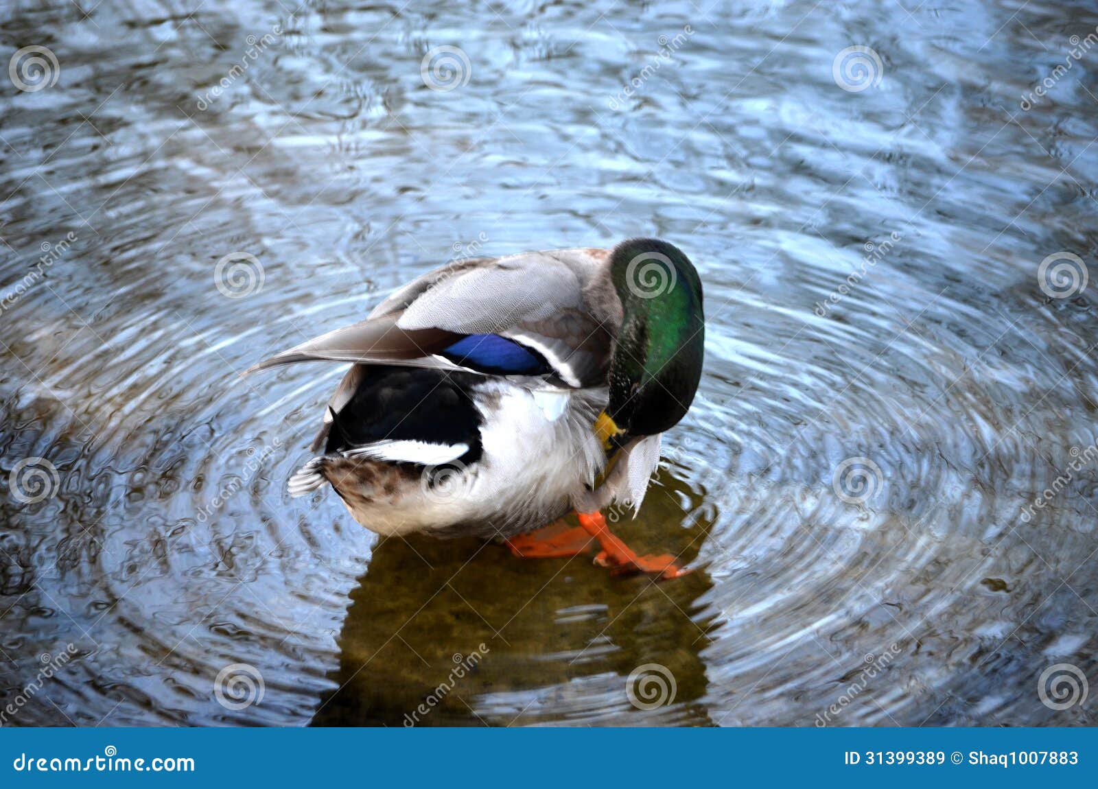 Duck cleaning stock image. Image of tail, beak, smooth - 31399389