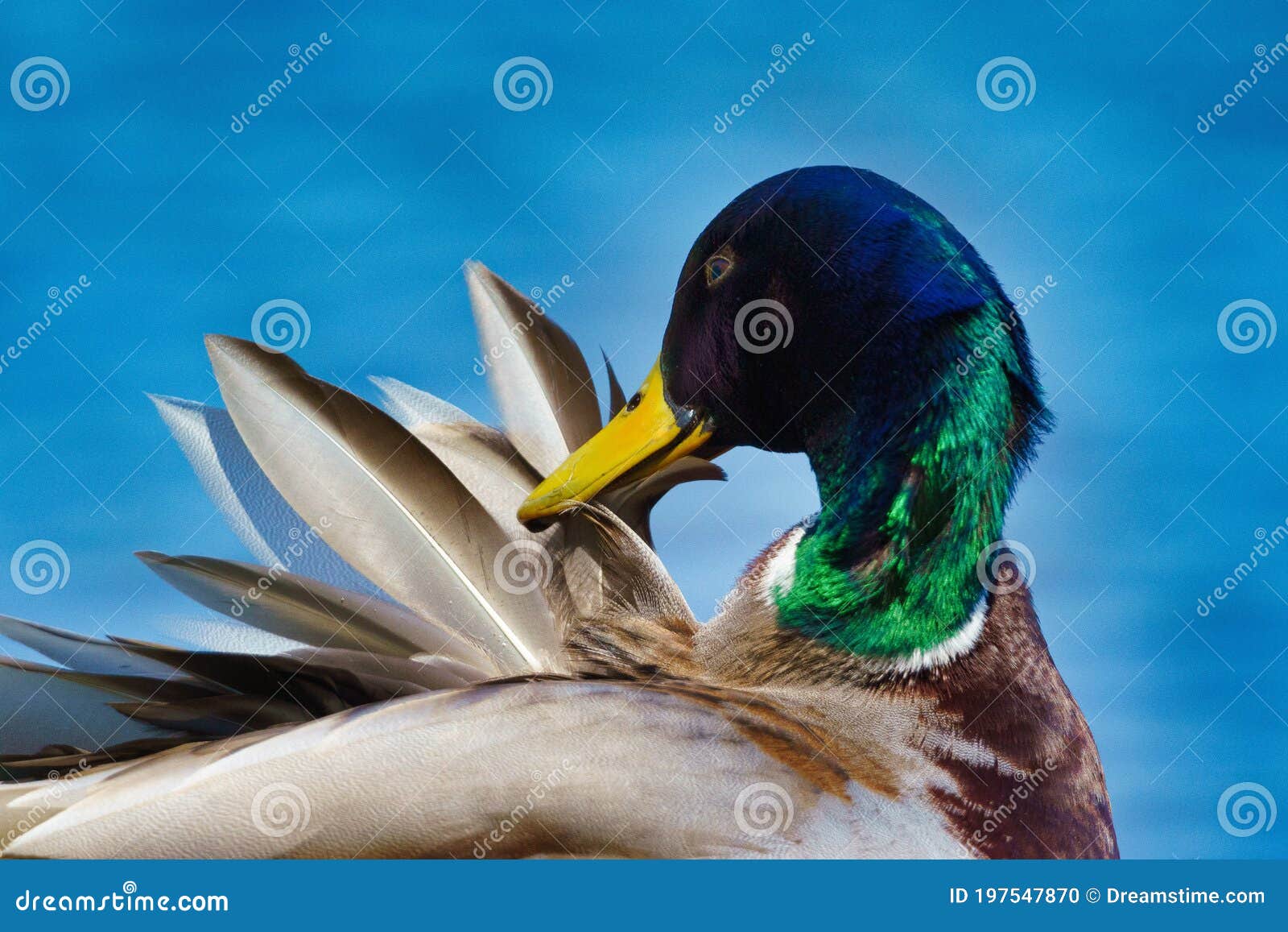 Duck Cleaning Playing in Water Stock Photo - Image of duck, wildlife ...