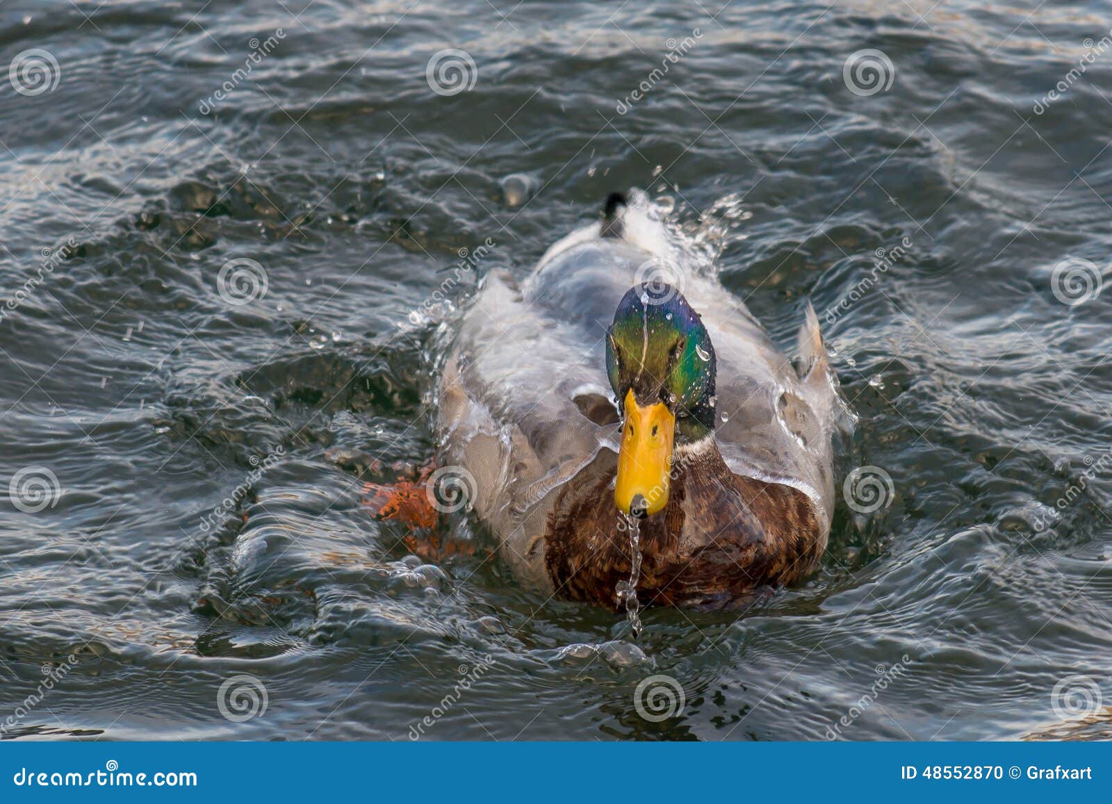 Duck Cleaning Plumage stock photo. Image of feathers - 48552870