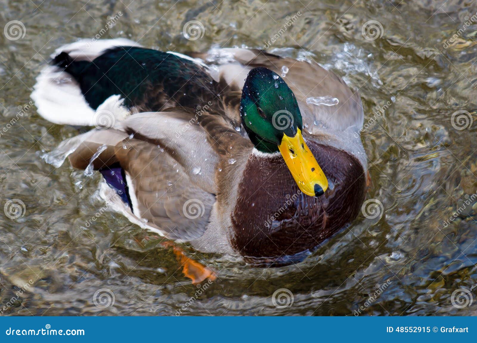 Duck Cleaning Plumage stock image. Image of duck, plumage - 48552915