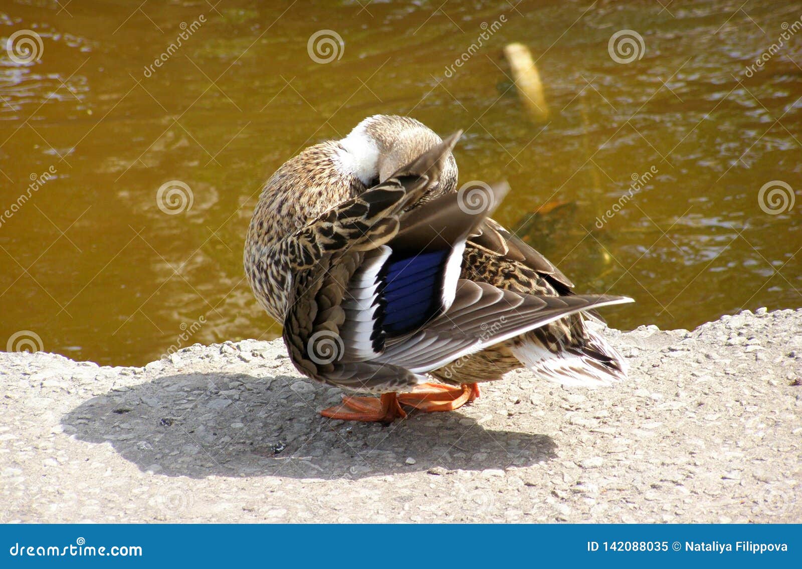 Duck cleans feathers stock image. Image of duck, shore - 142088035