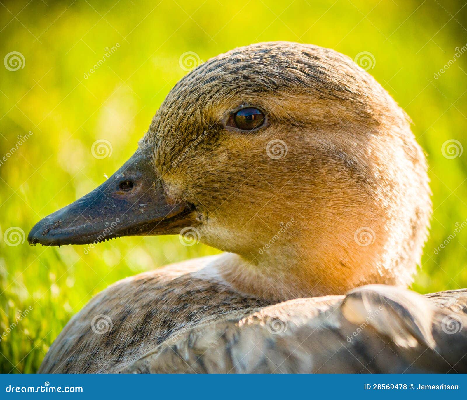 Duck Close up stock photo. Image of friendly, wales, beak - 28569478