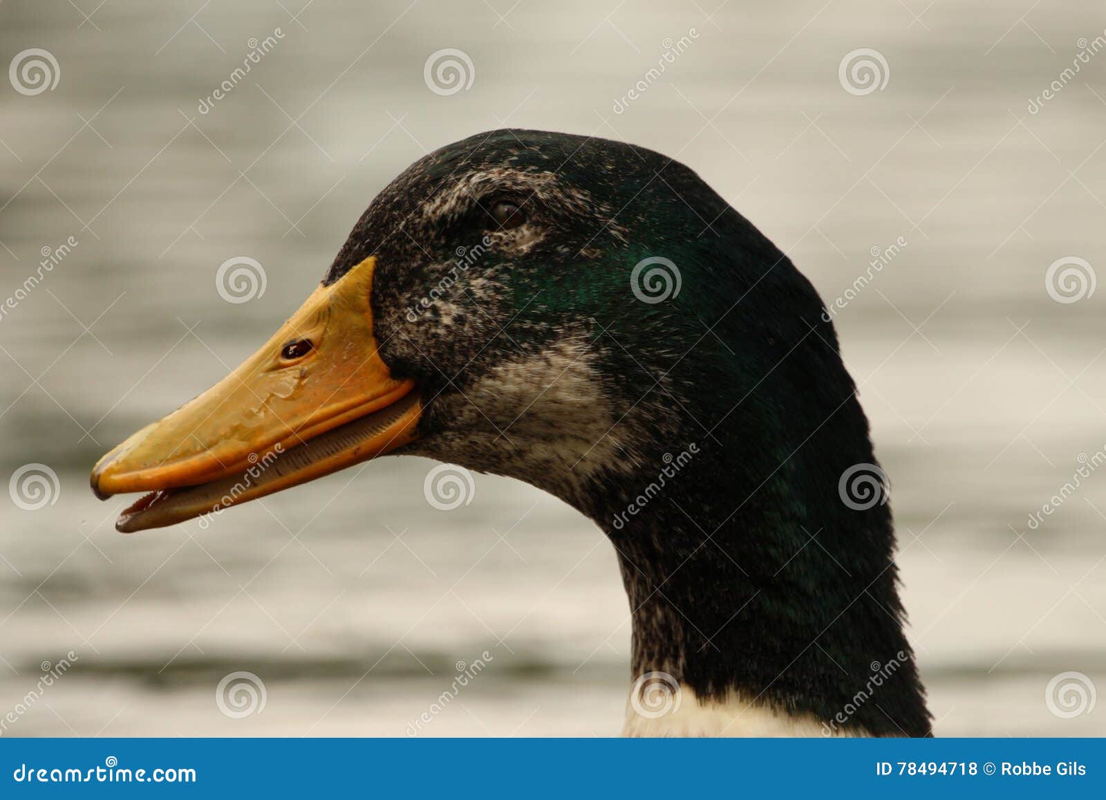 Duck stock photo. Image of duck, nature, closeup - 78494718