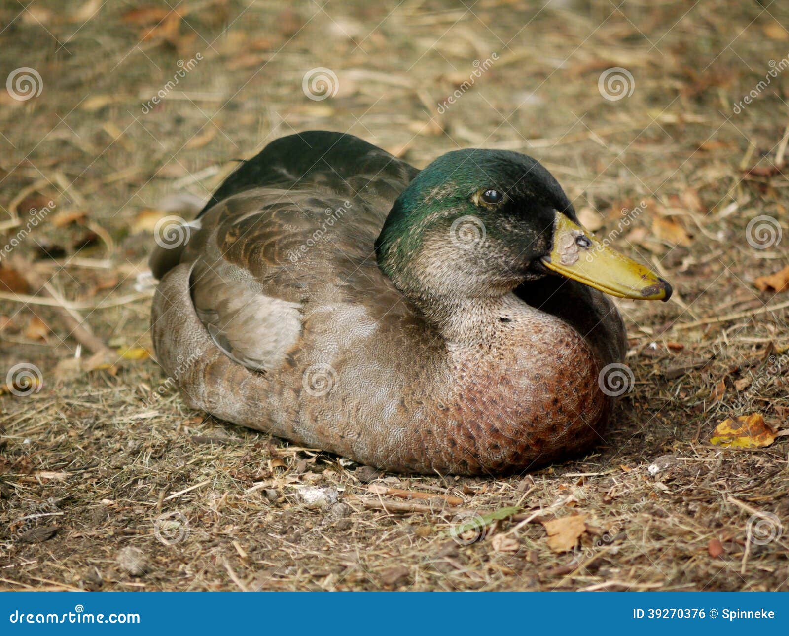 Duck stock photo. Image of closeup, pose, resting, autumn - 39270376
