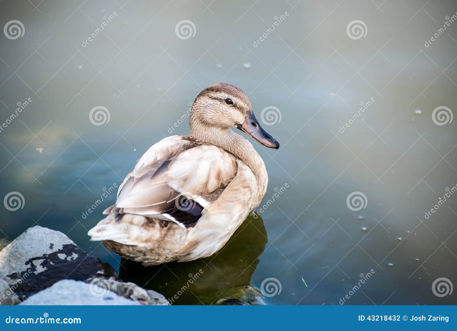 Duck closeup tan duck stock photo. Image of wildlife - 43218432