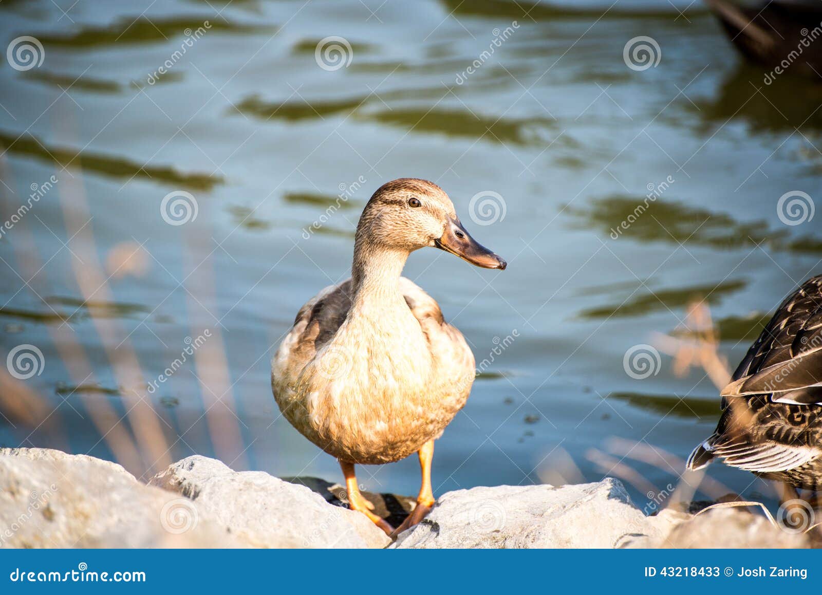 Duck closeup tan duck stock image. Image of wildlife - 43218433