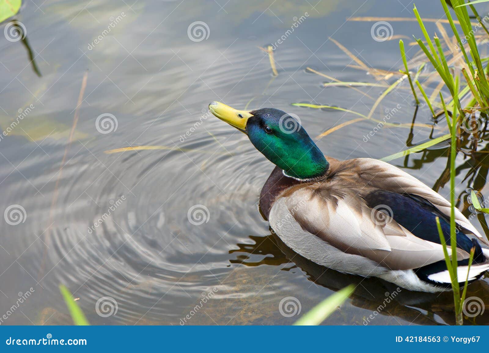 The Duck stock image. Image of colourful, fauna, mallard - 42184563