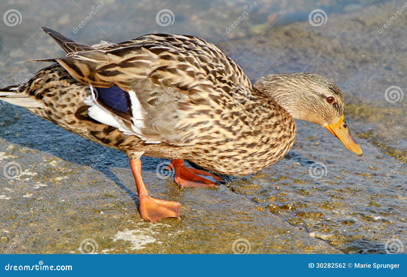 Duck Colvert stock photo. Image of mallard, birding, feet - 30282562