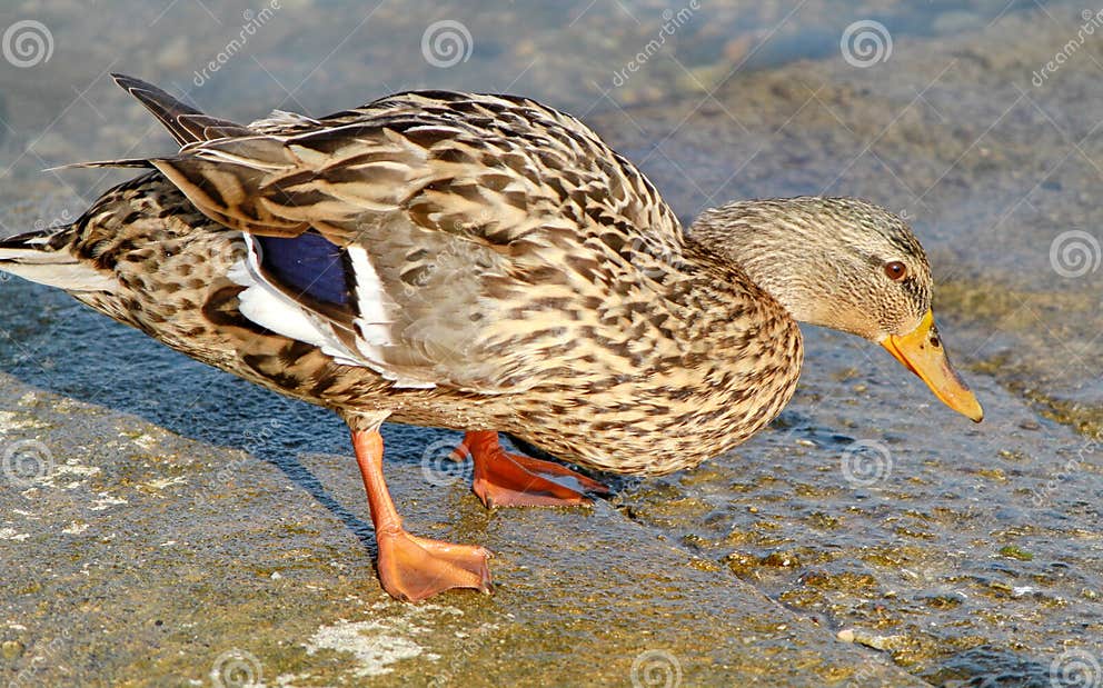 Duck Colvert stock photo. Image of mallard, birding, feet - 30282562