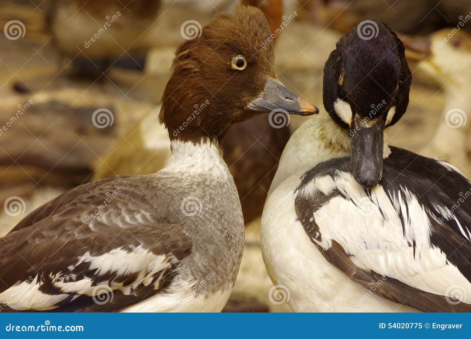 Duck Common Goldeneye Taxidermy Stock Image - Image of ornithology ...