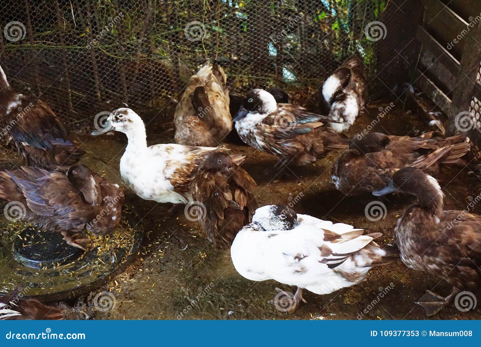 Duck in country farm stock image. Image of poultry, brown - 109377353