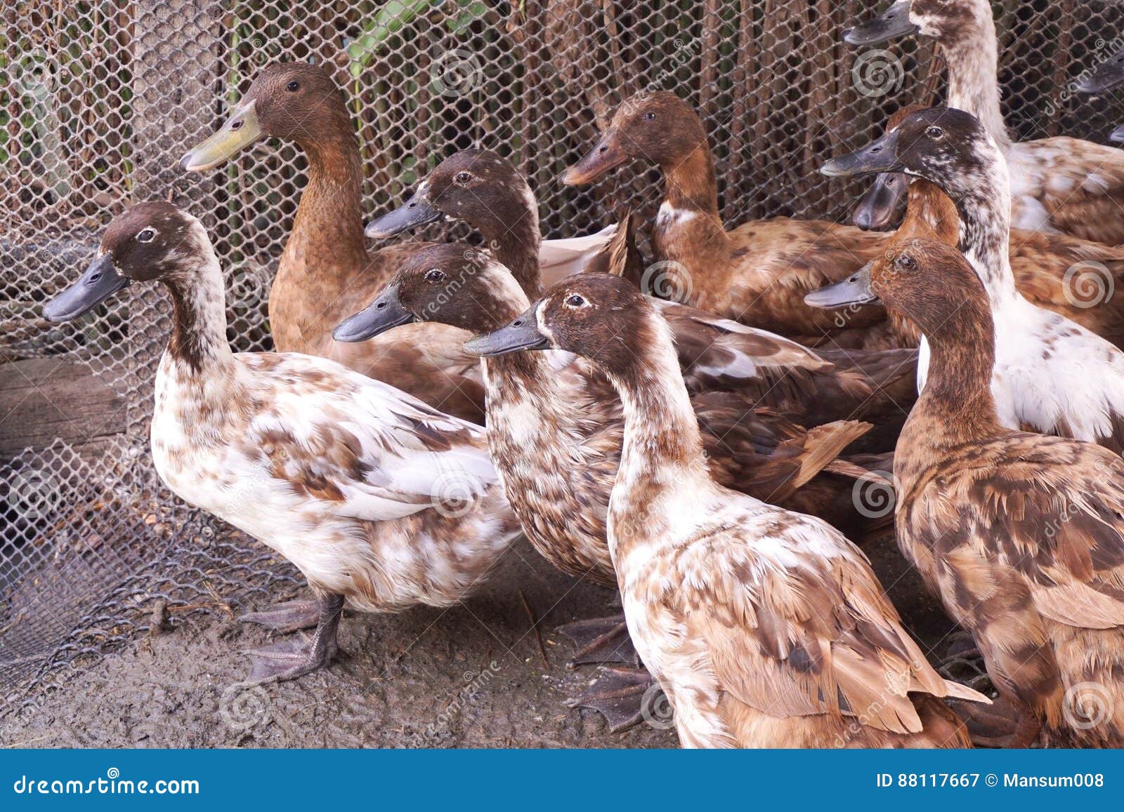 Duck in country farm stock image. Image of feather, group - 88117667