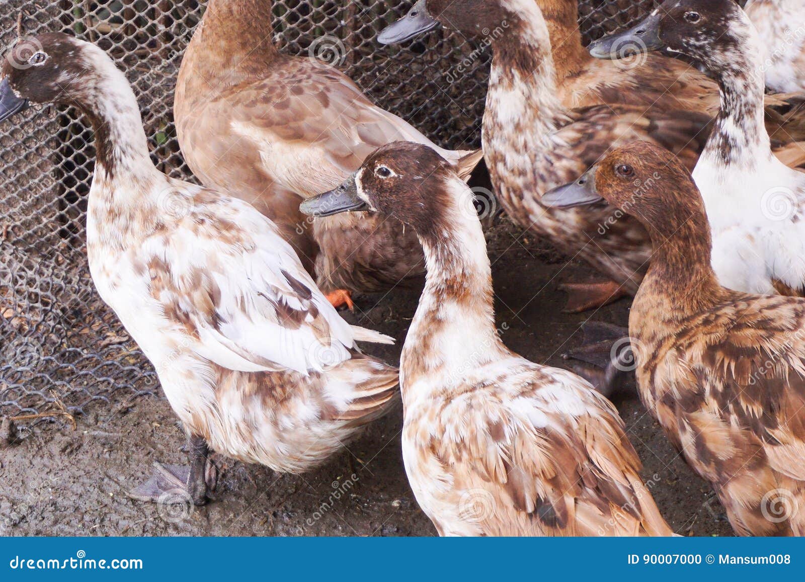 Duck in country farm stock photo. Image of group, field - 90007000
