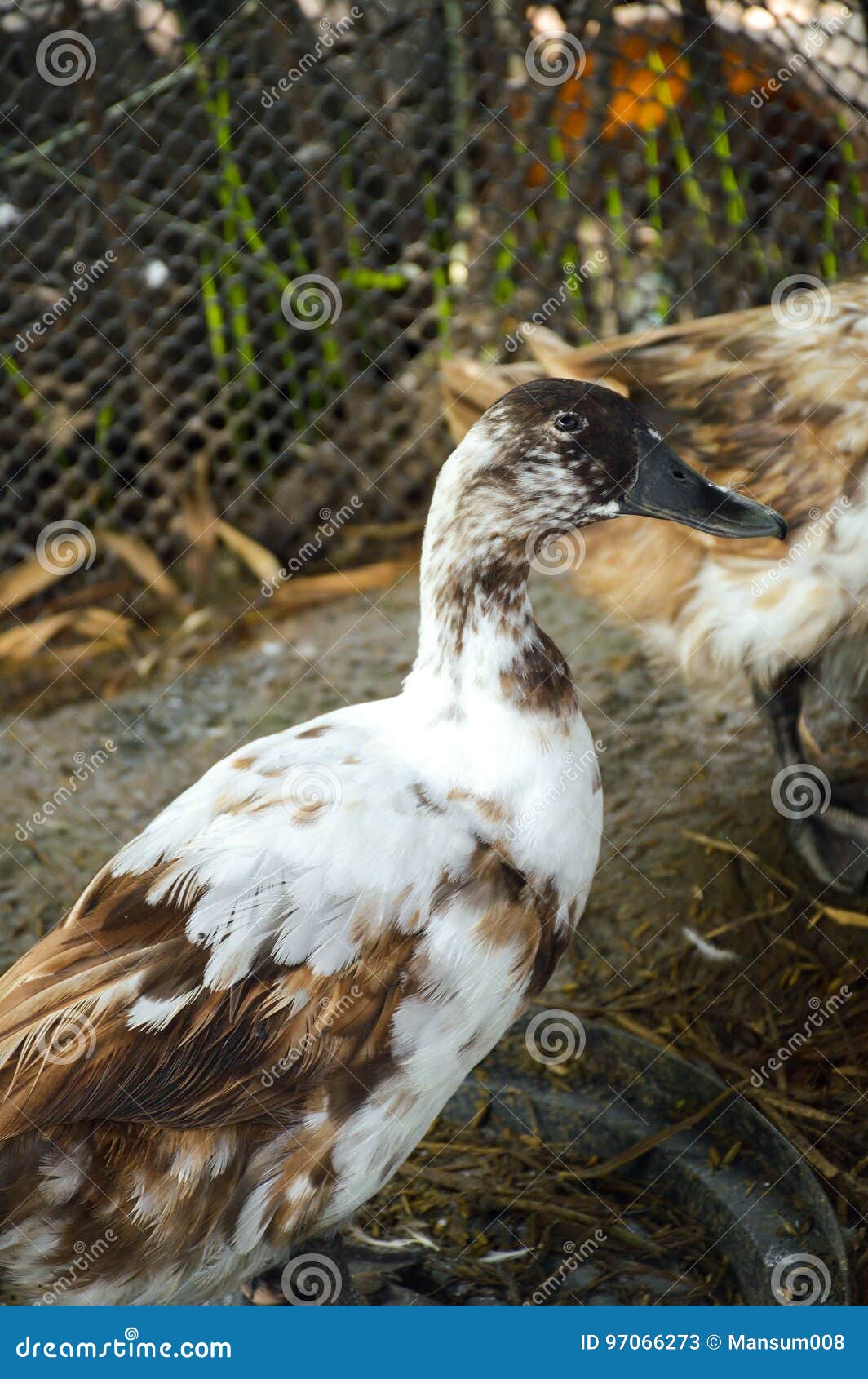 Duck in country farm stock image. Image of thailand, group - 97066273