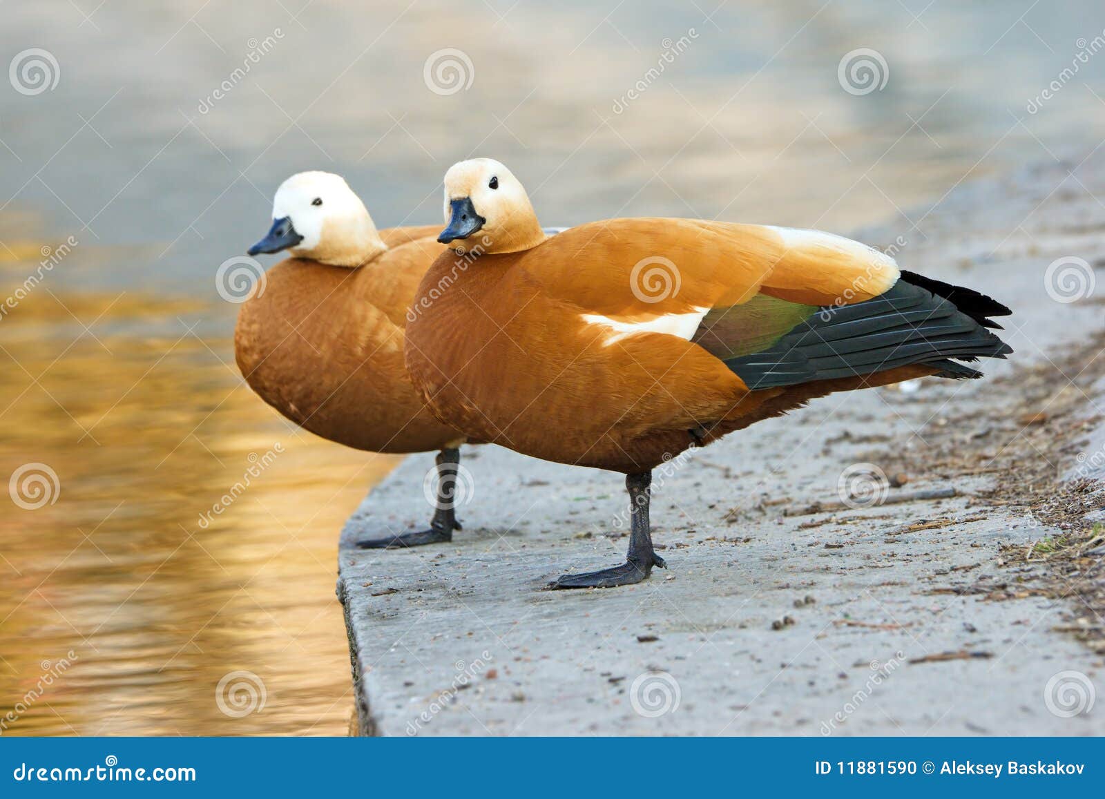 Duck couple stock photo. Image of couple, look, head - 11881590