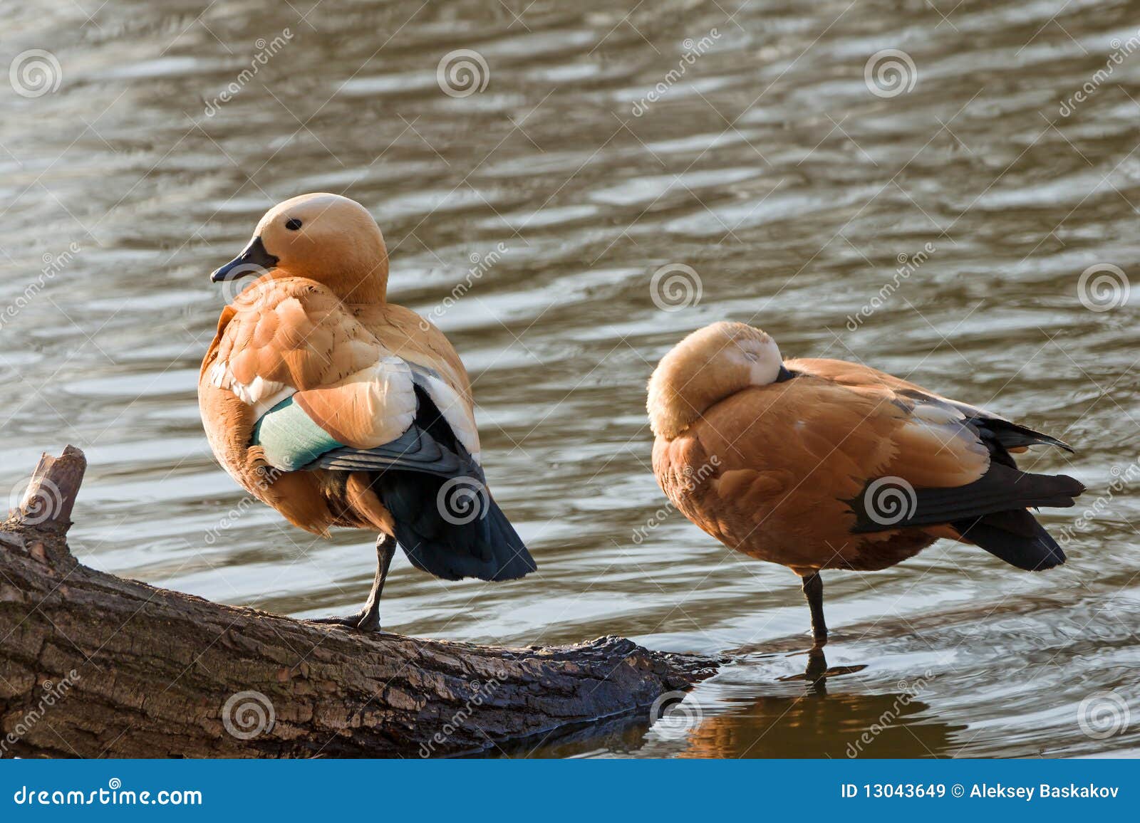 Duck couple stock image. Image of couple, beauty, look - 13043649