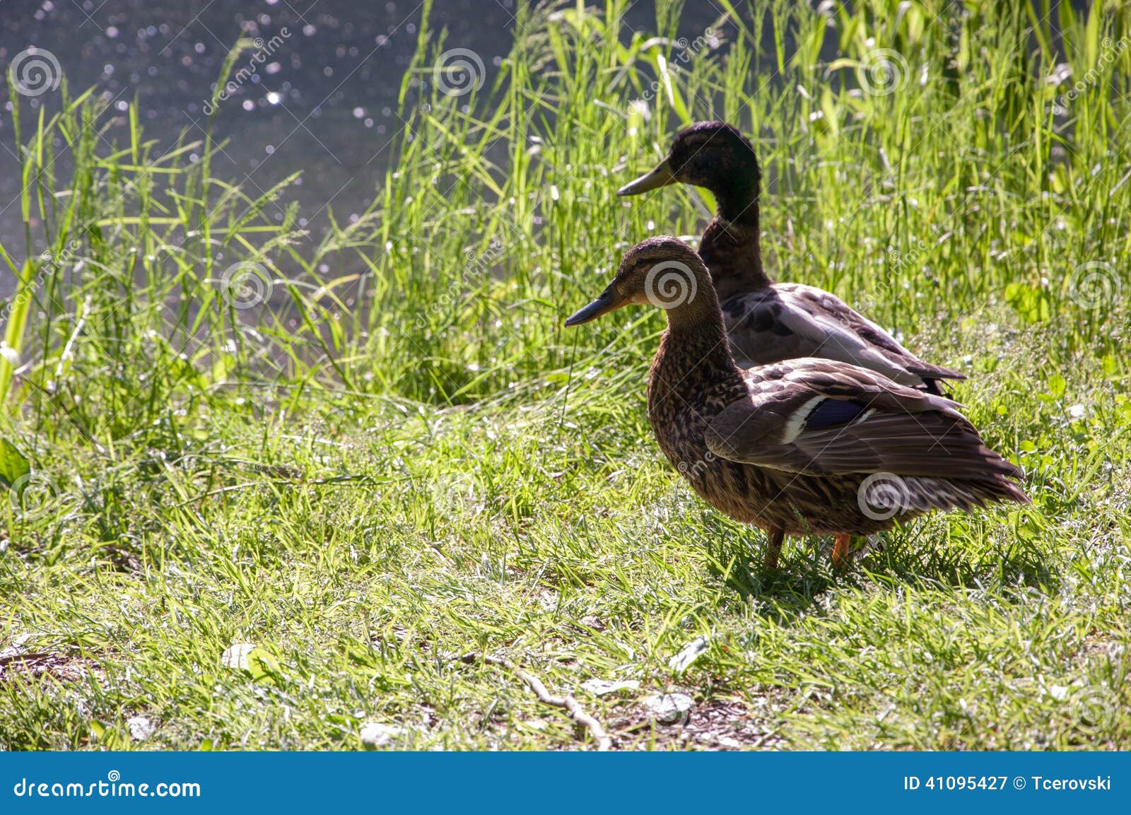 Duck couple by the lake stock image. Image of feathers - 41095427