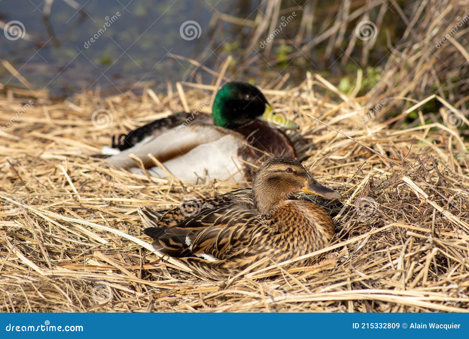 Duck couple lying stock image. Image of close, nature - 215332809