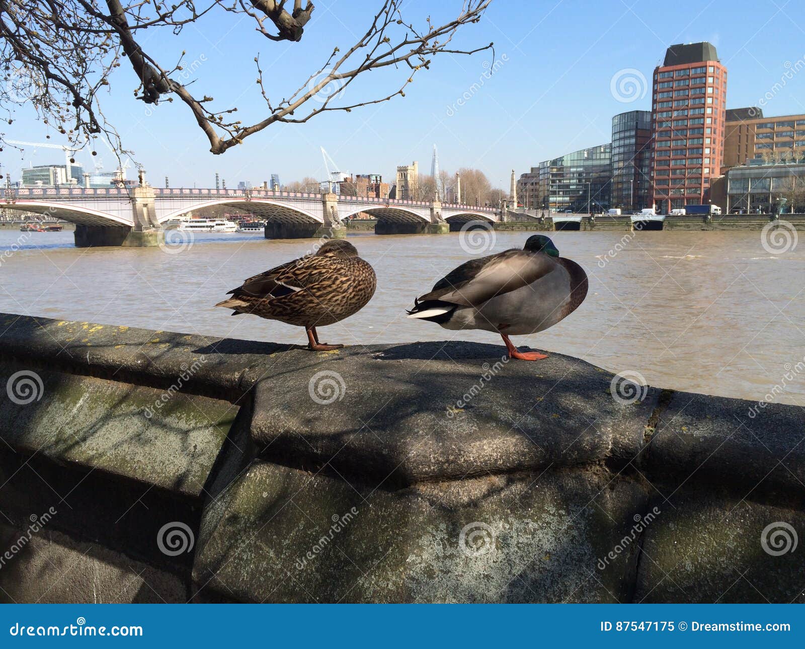 A duck couple stock image. Image of peaceful, london - 87547175
