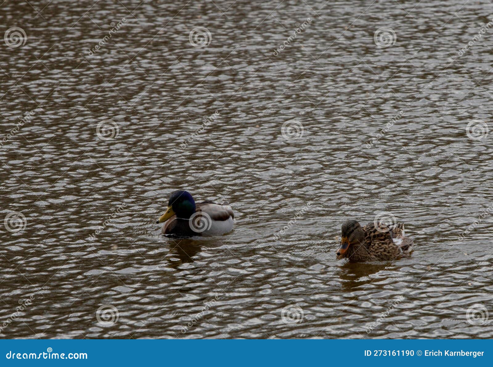 Duck Couple on Rippled Water Stock Photo - Image of idyllic, swimming ...