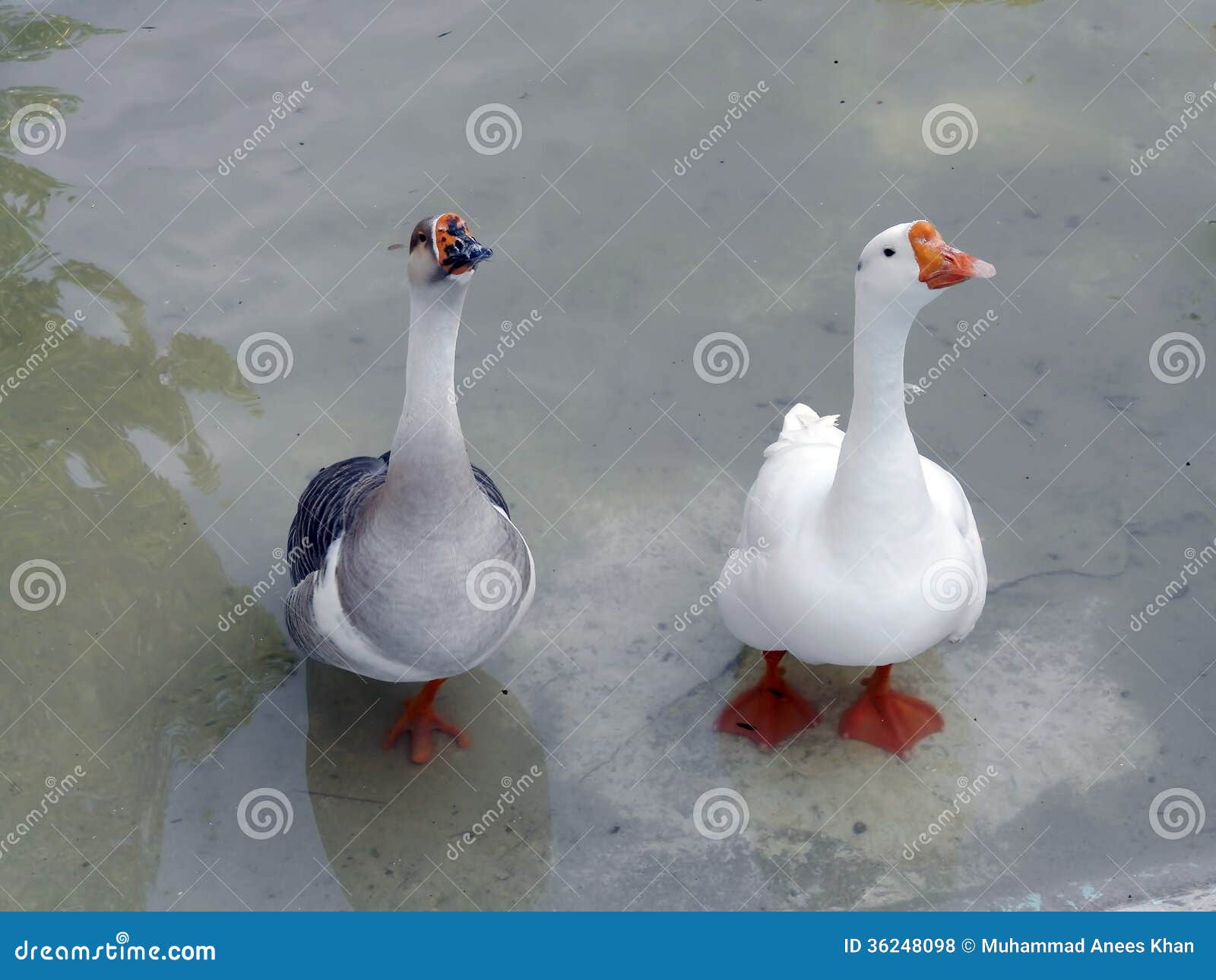 Duck couple stock photo. Image of beauty, duck, ducks - 36248098