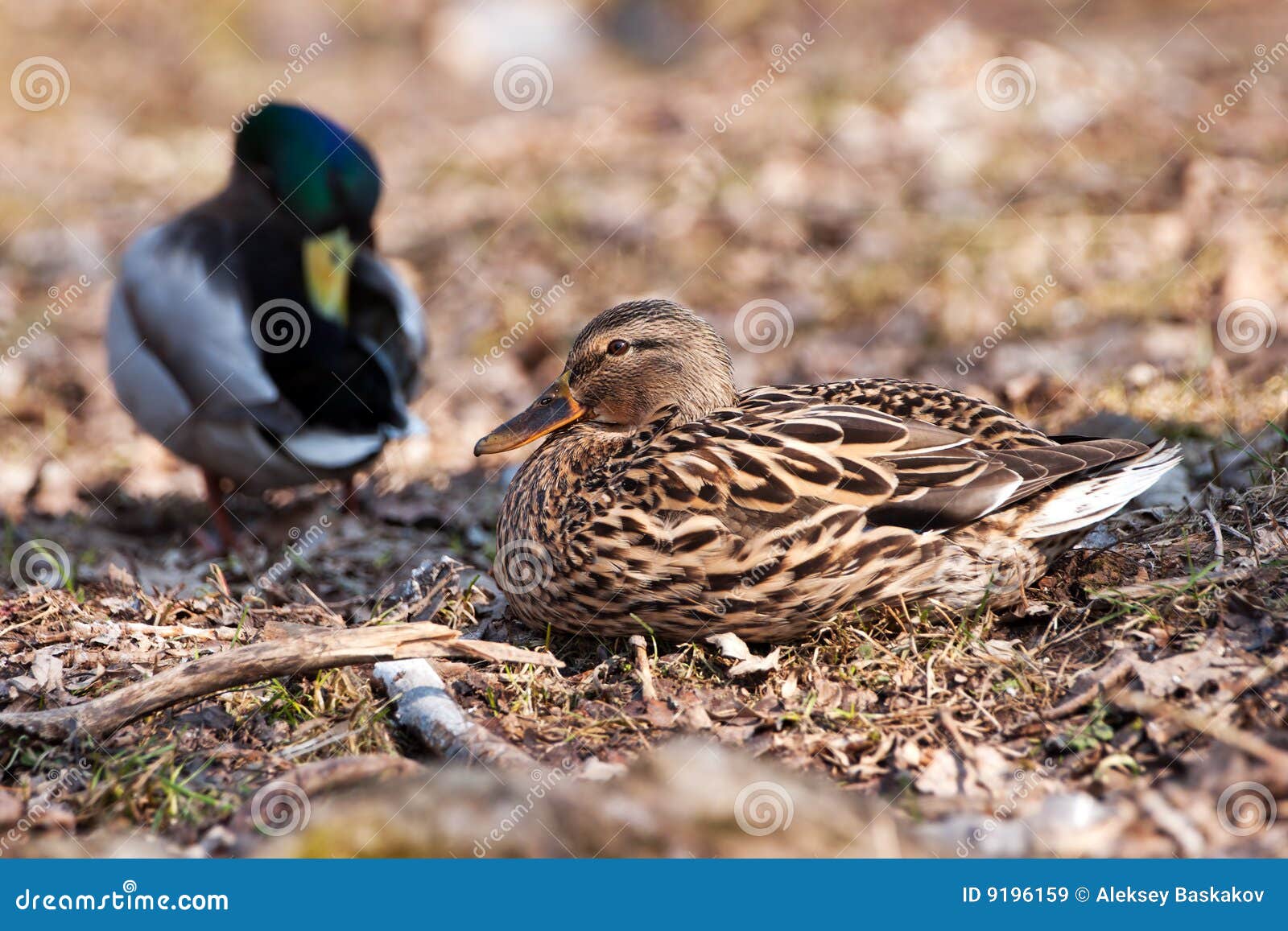 Duck couples stock image. Image of grass, nature, bird - 9196159
