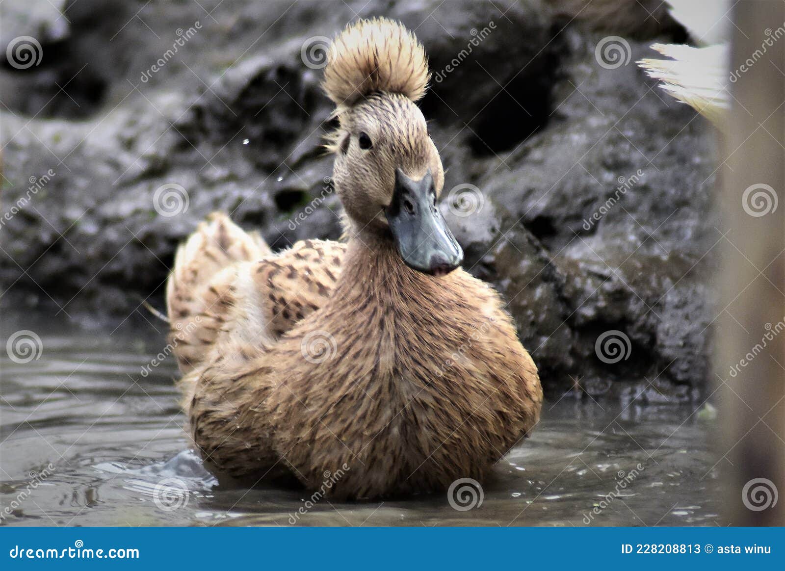 Duck with a Crest on Its Head Stock Image - Image of wildlife ...