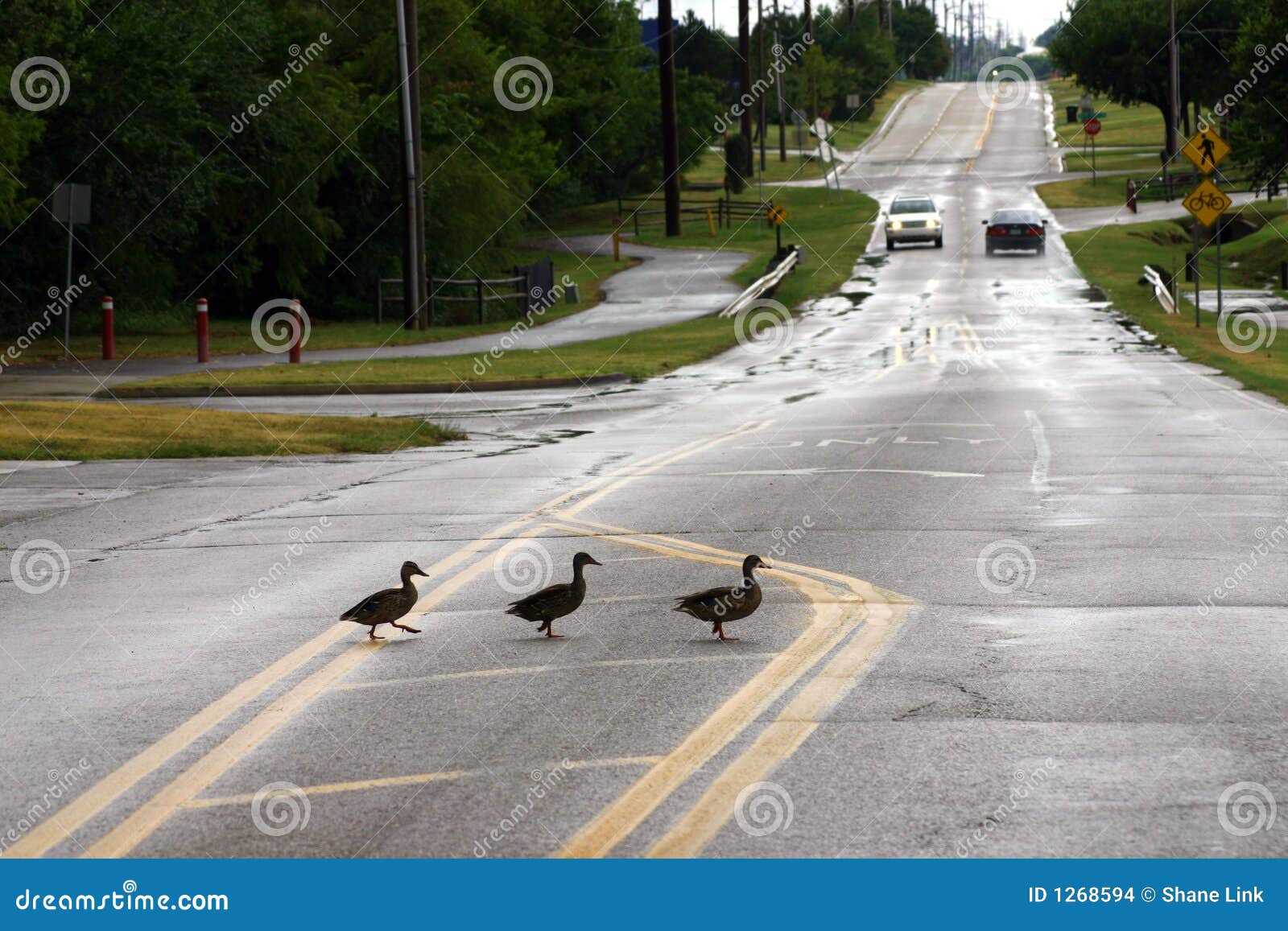 Duck Crossing stock photo. Image of park, quack, duck - 1268594