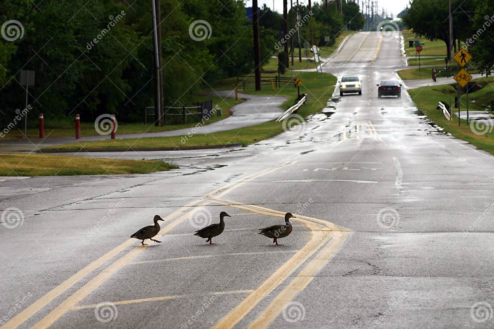Duck Crossing stock photo. Image of park, quack, duck - 1268594