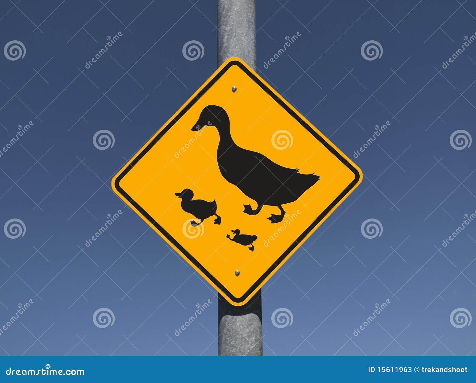 Duck Crossing stock image. Image of hazard, duck, sign - 15611963