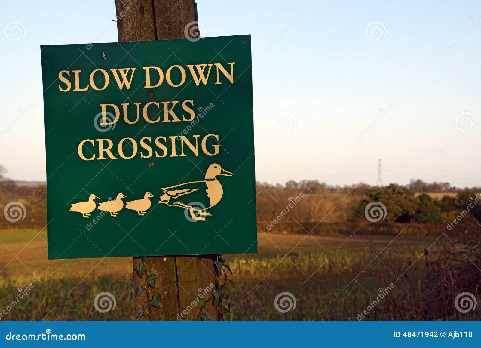 Duck Crossing stock photo. Image of protect, sign, beware - 48471942
