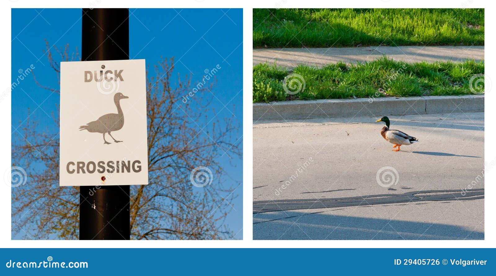 Duck Crossing Warning Sign and Duck Crossing the R Stock Photo - Image ...