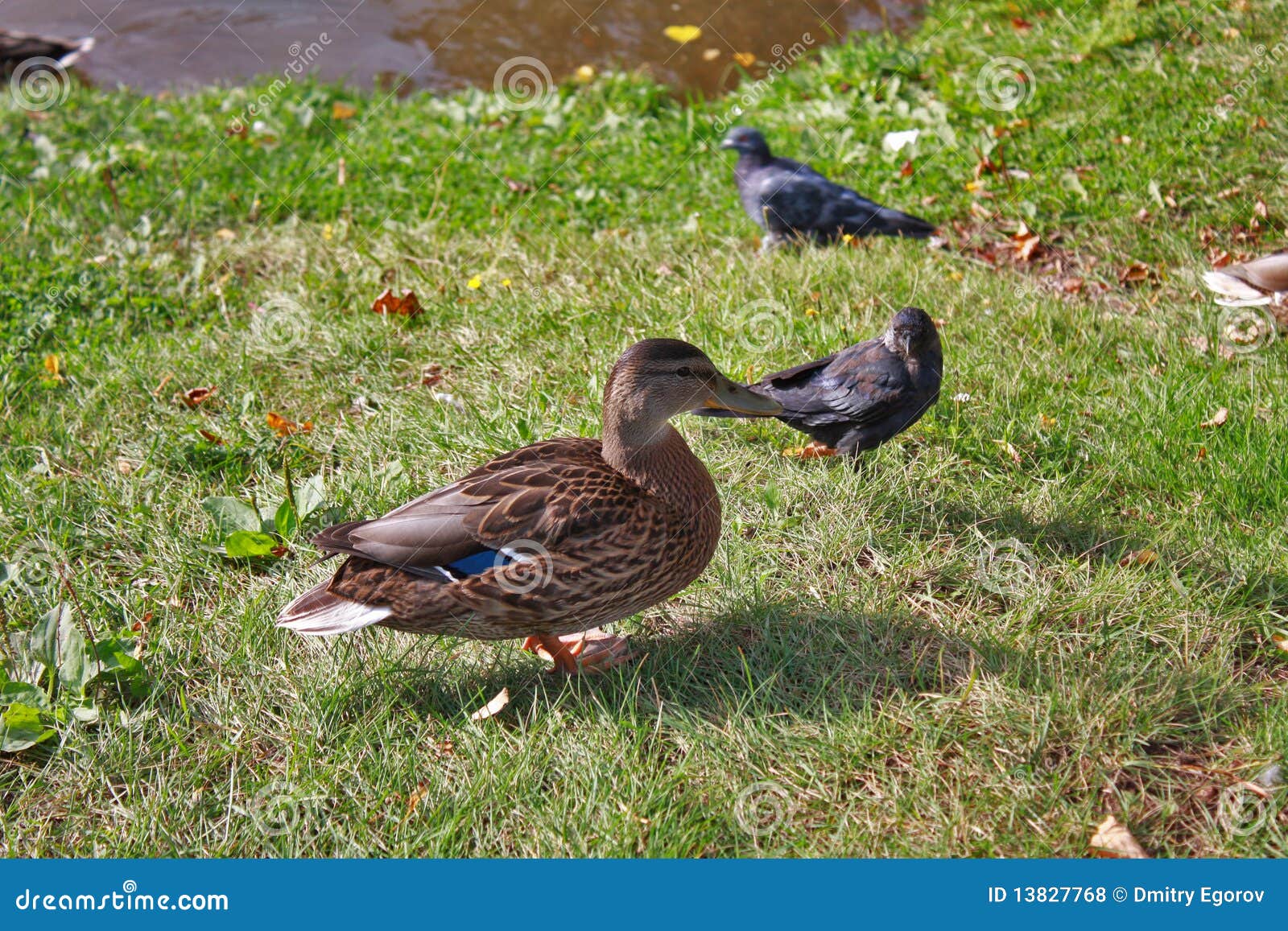 The duck and the crow stock photo. Image of green, young - 13827768