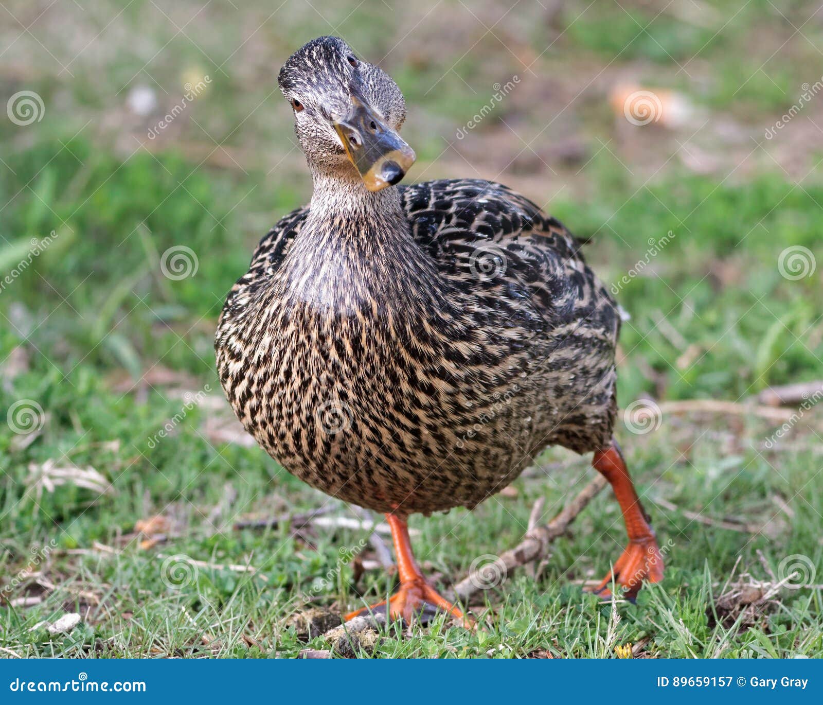 Duck with Curious Expression Stock Image - Image of grass, duck: 89659157