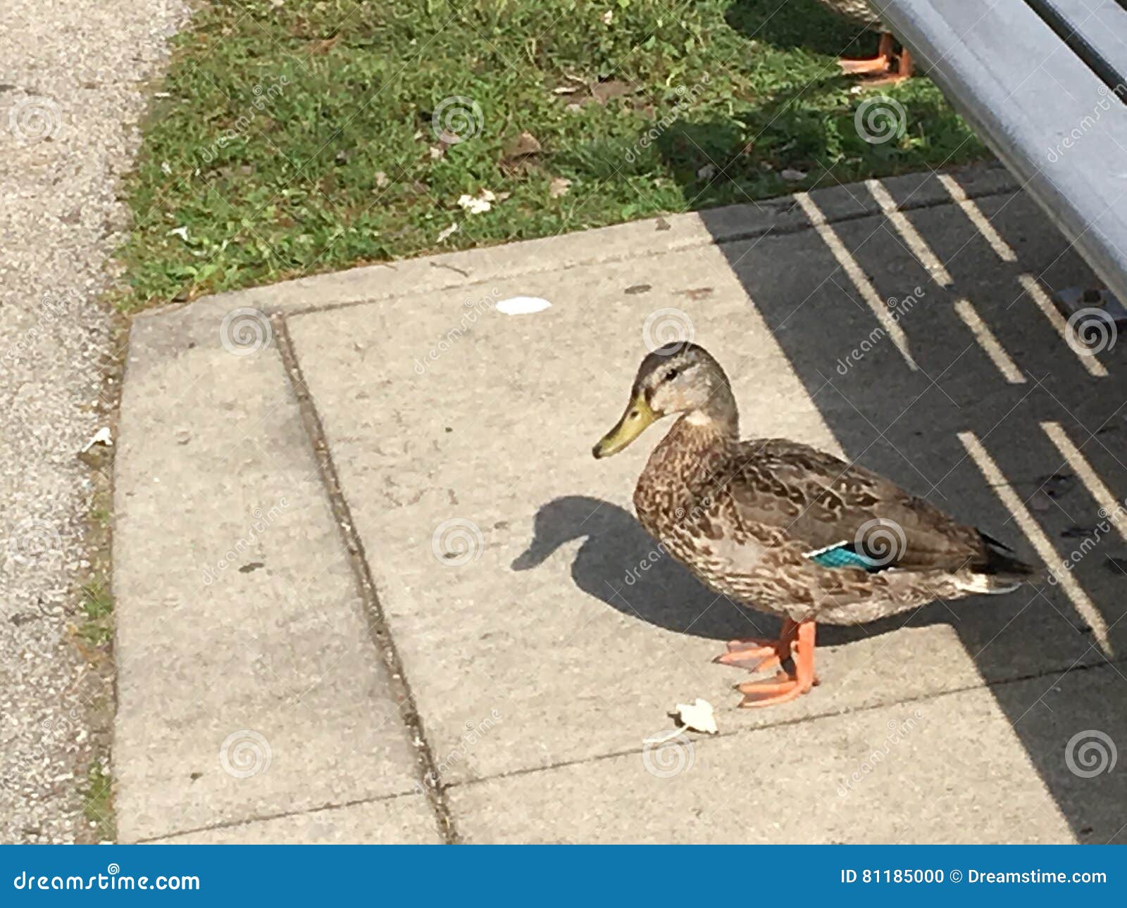 Duck! stock photo. Image of leading, flock, park, duck - 81185000