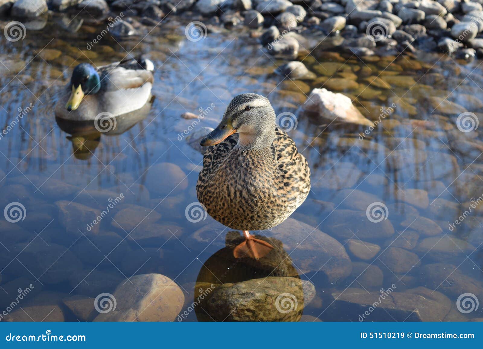Ballard Duck stock image. Image of inquisitive, river - 51510219