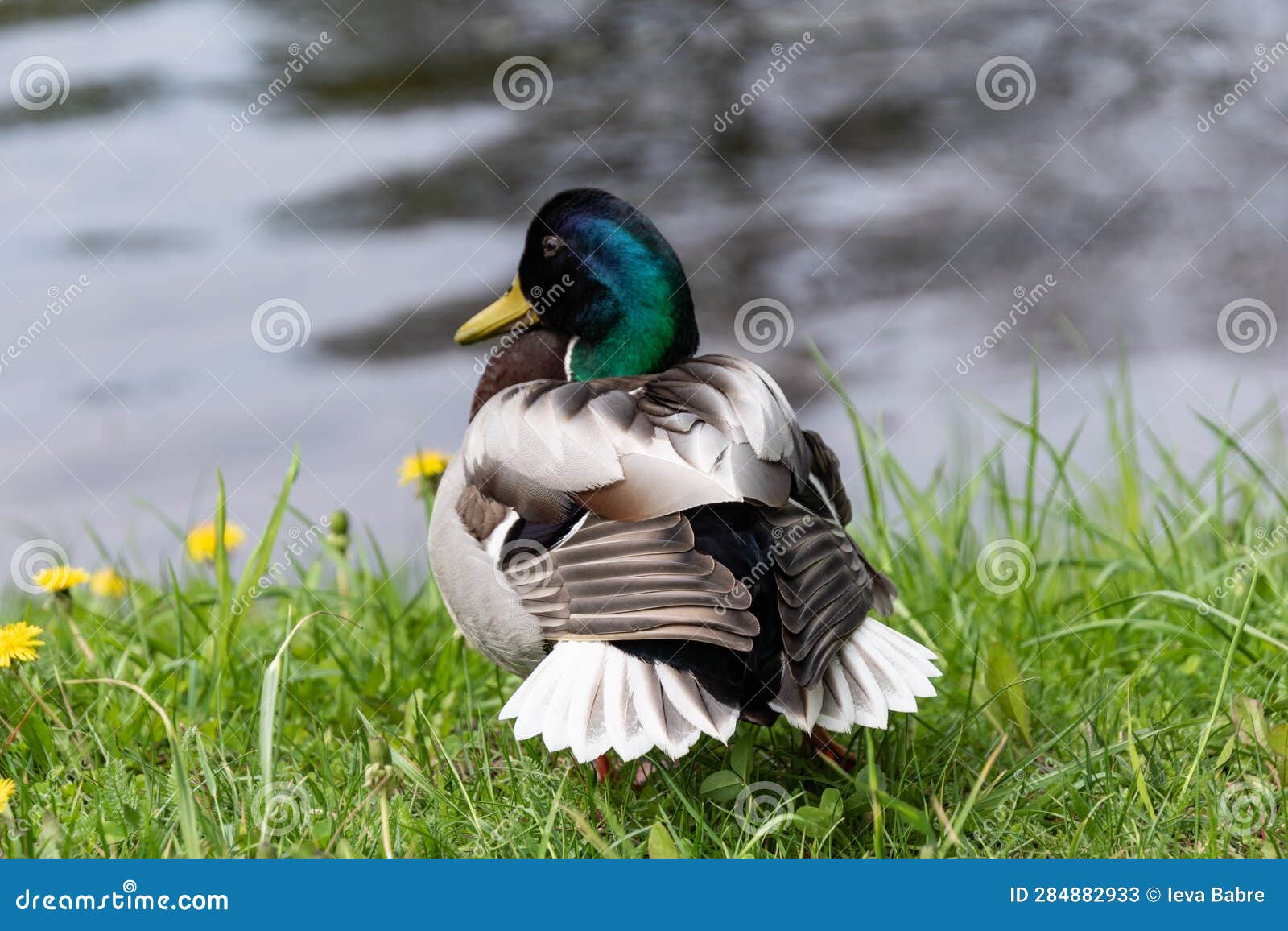 Duck Daddy Looks on the Yellow Flowers Stock Image - Image of daddy ...