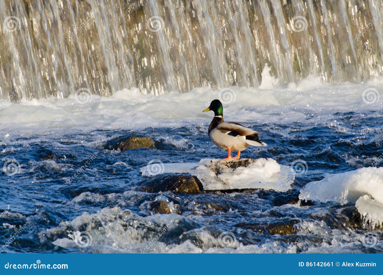 Duck on the dam. stock image. Image of spray, trees, outdoors - 86142661