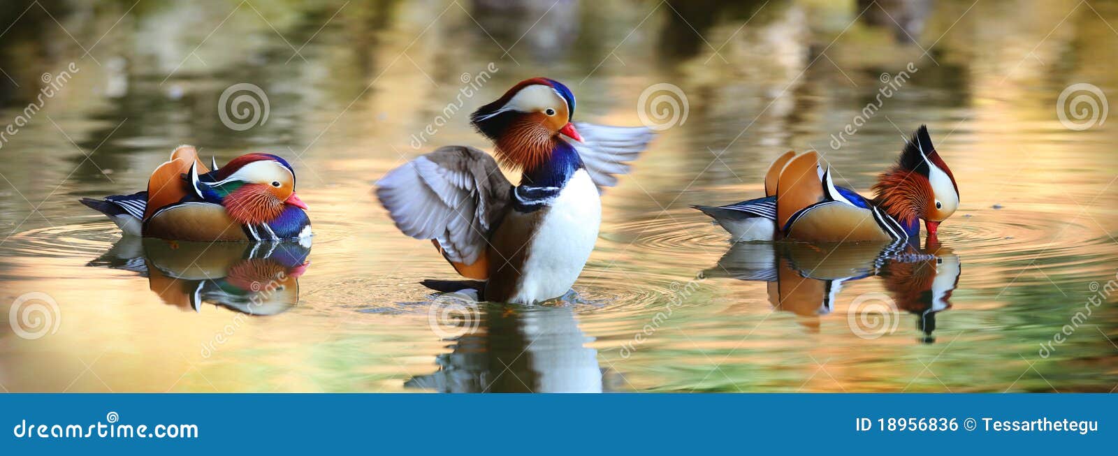 Duck Dance stock photo. Image of asian, lake, domestic - 18956836
