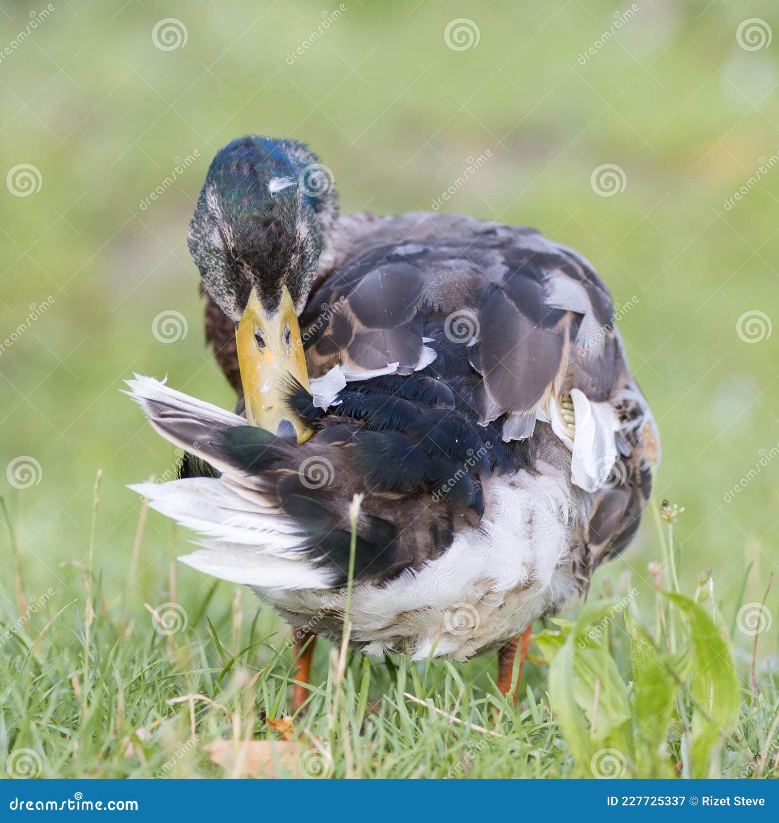 Duck Dance and Showing His Back Stock Image - Image of goose, mallard ...
