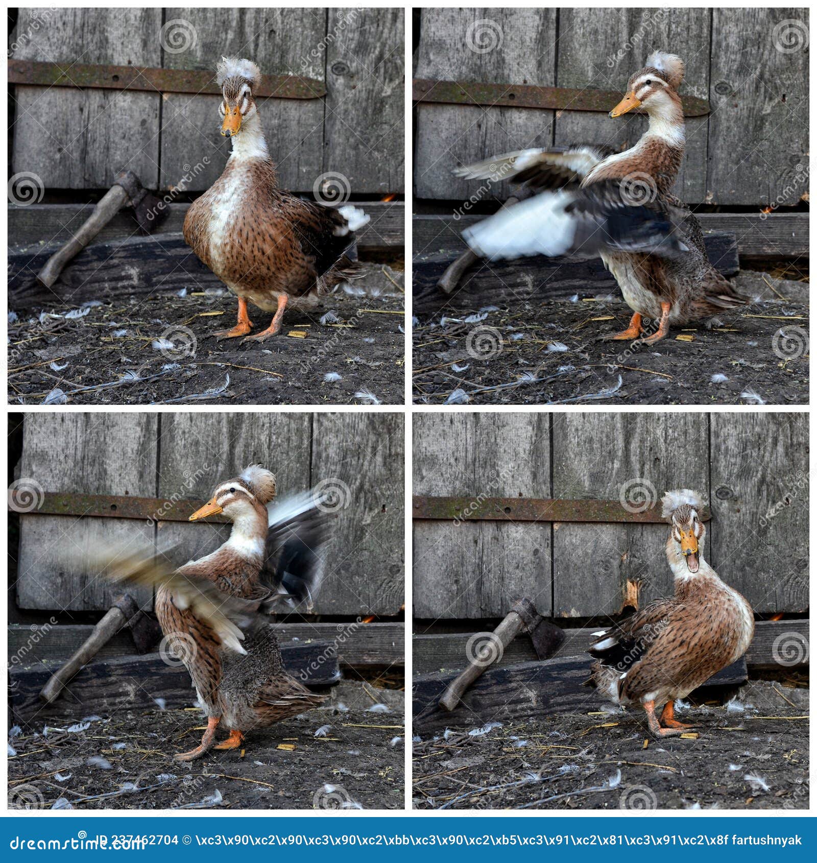 A Duck that Dances in Front of an Axe Stock Photo - Image of animal ...