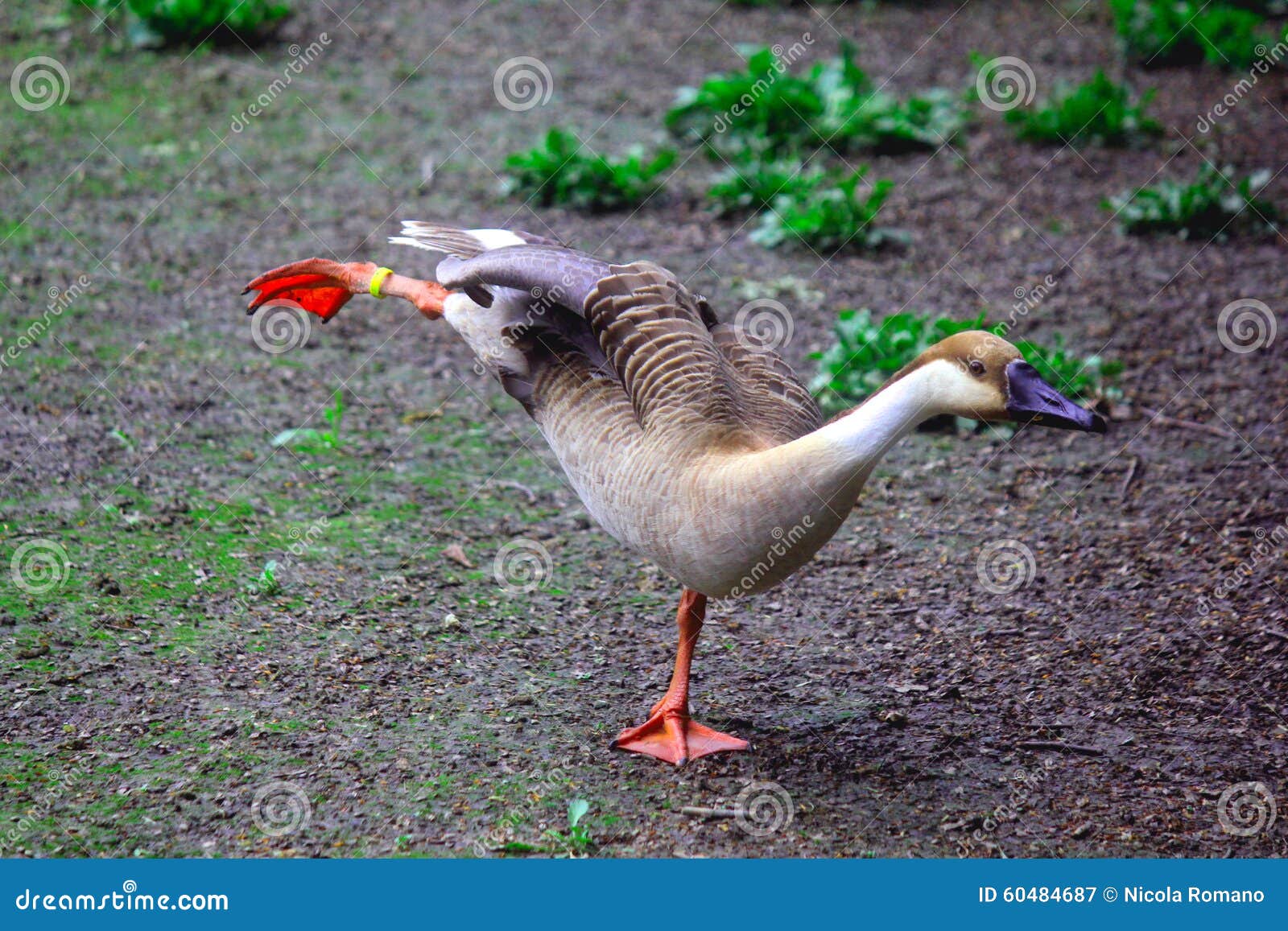 Duck dancing stock image. Image of beak, park, duck, bird - 60484687