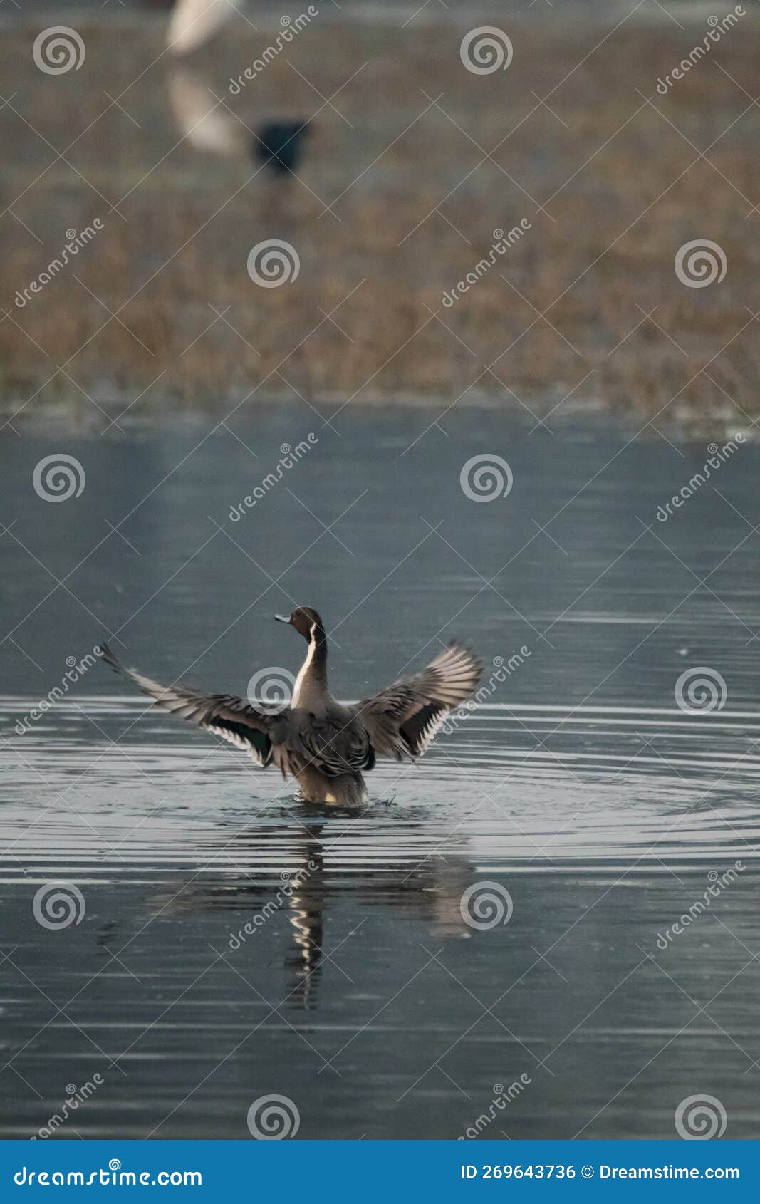 Duck Dancing in the Water with Open Wings with Its Reflection Stock ...