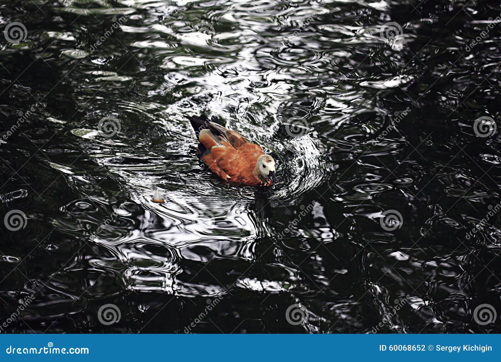Dark Pond Cypress Swamp, Spanish Moss, Okefenokee Swamp National ...